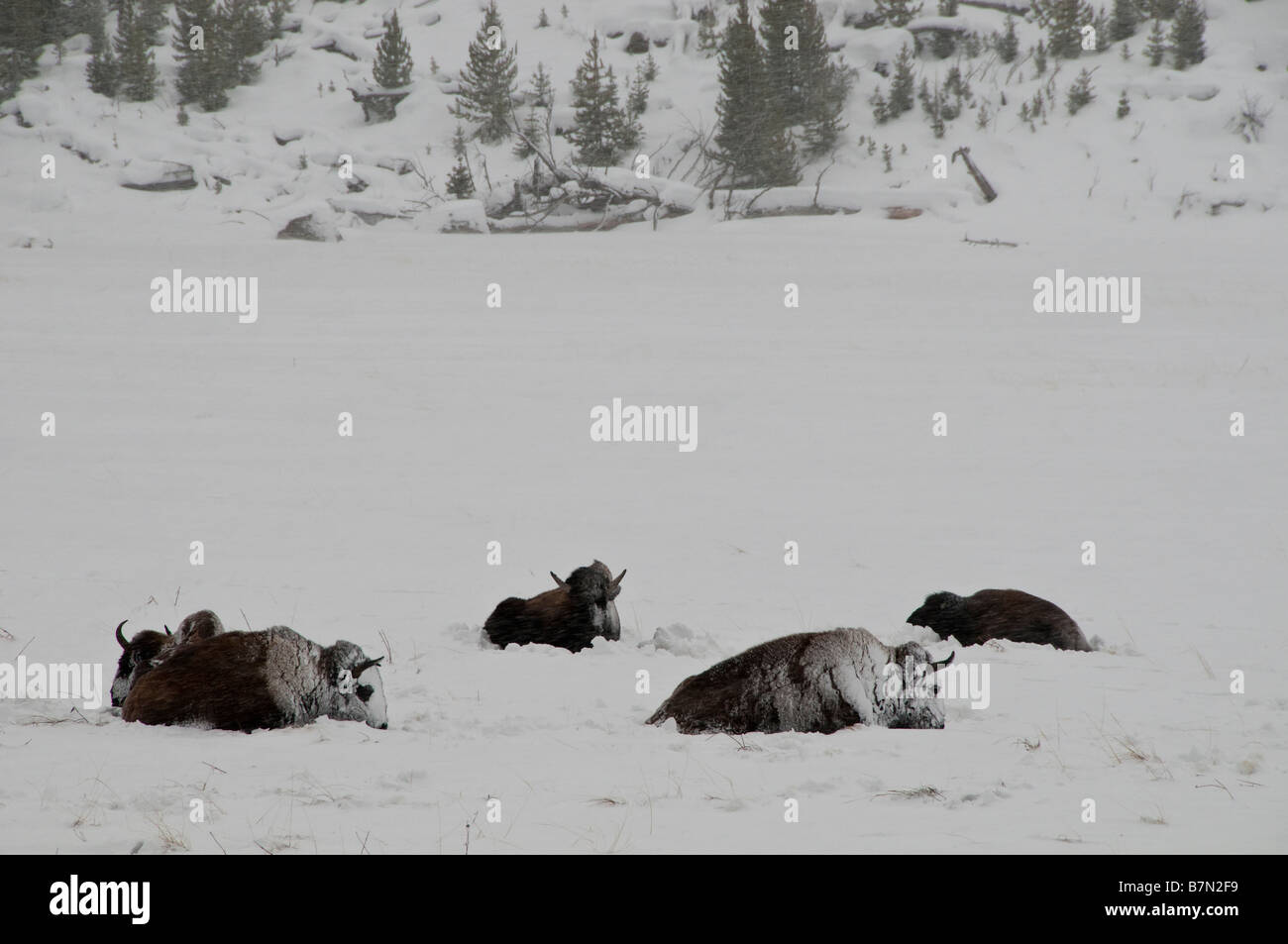 American buffalo winter yellowstone hi-res stock photography and images ...