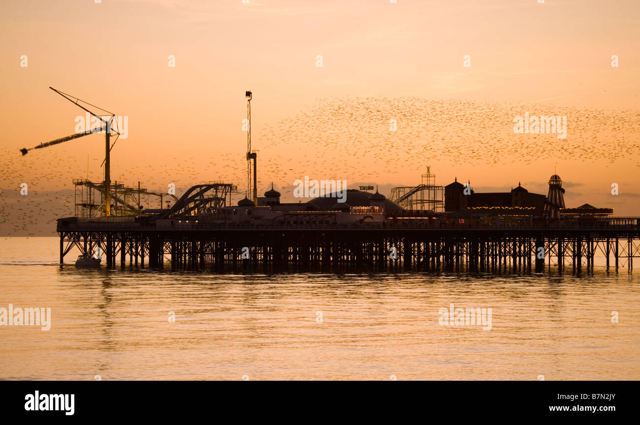 Starlings flying over Brighton pier at sunset, Sussex, UK Stock Photo ...