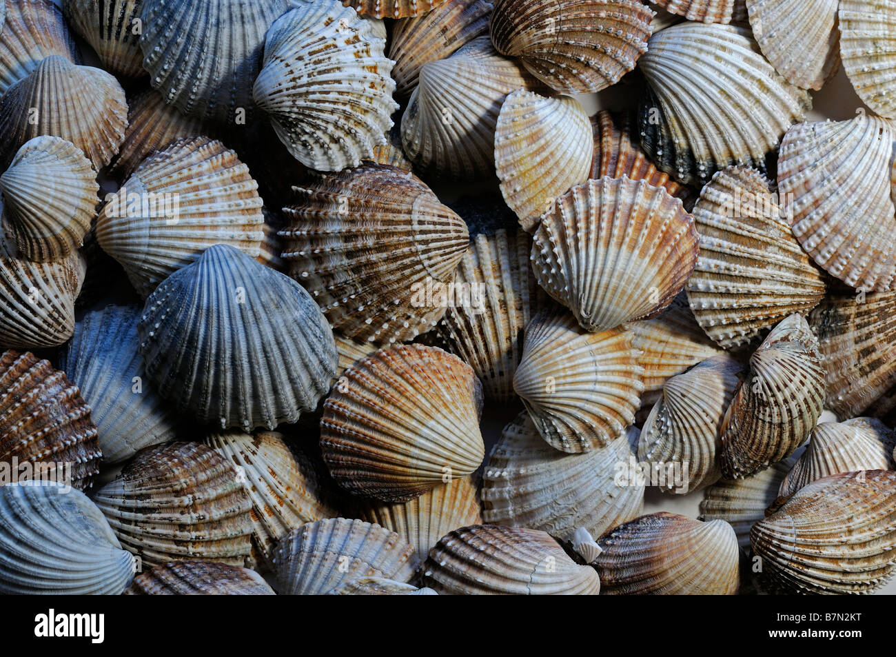 large group mix mixed assorted assortment scallop cockel shells many ...