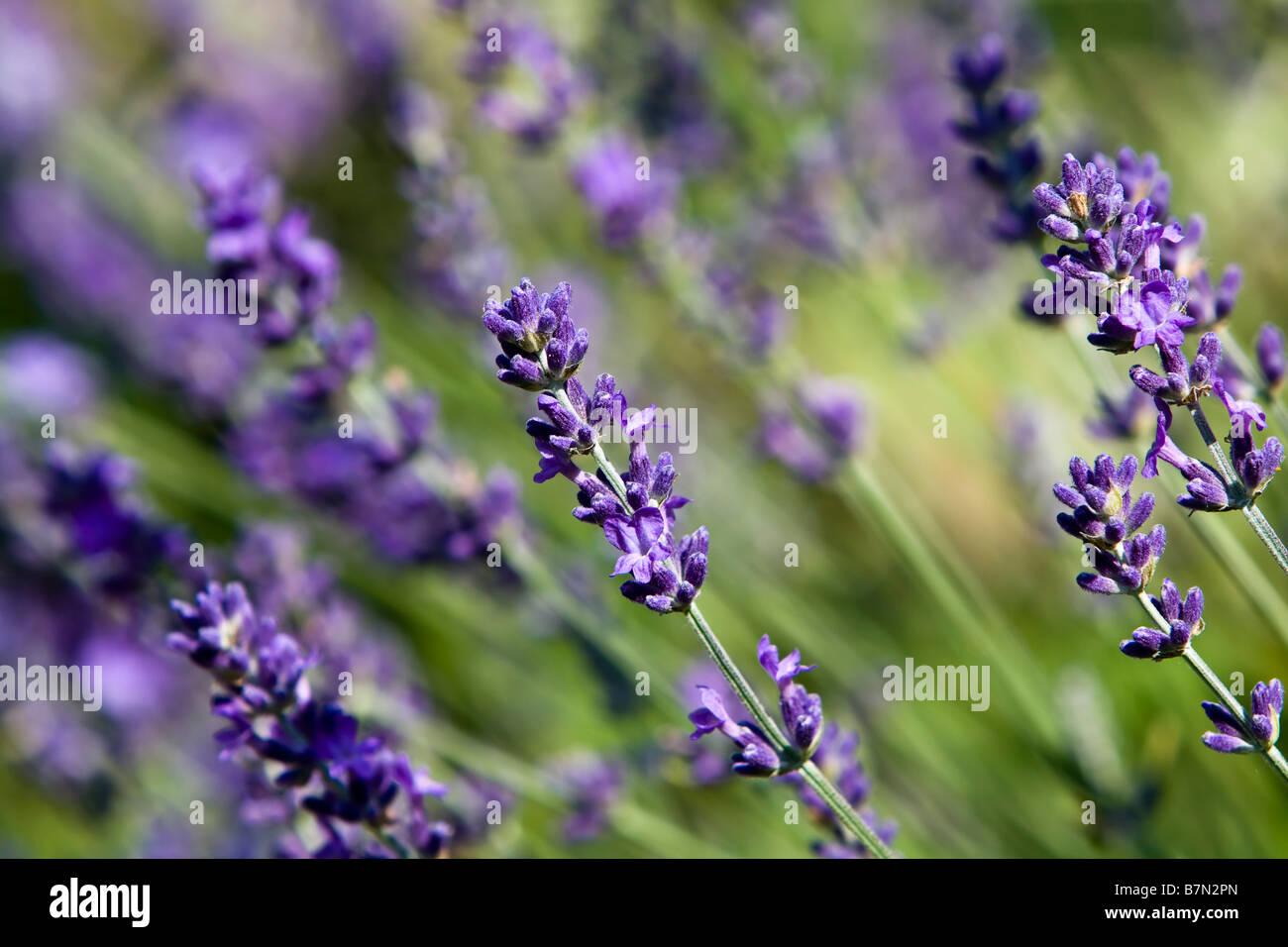 Lavendel lavandula angustifolia hi-res stock photography and images - Alamy