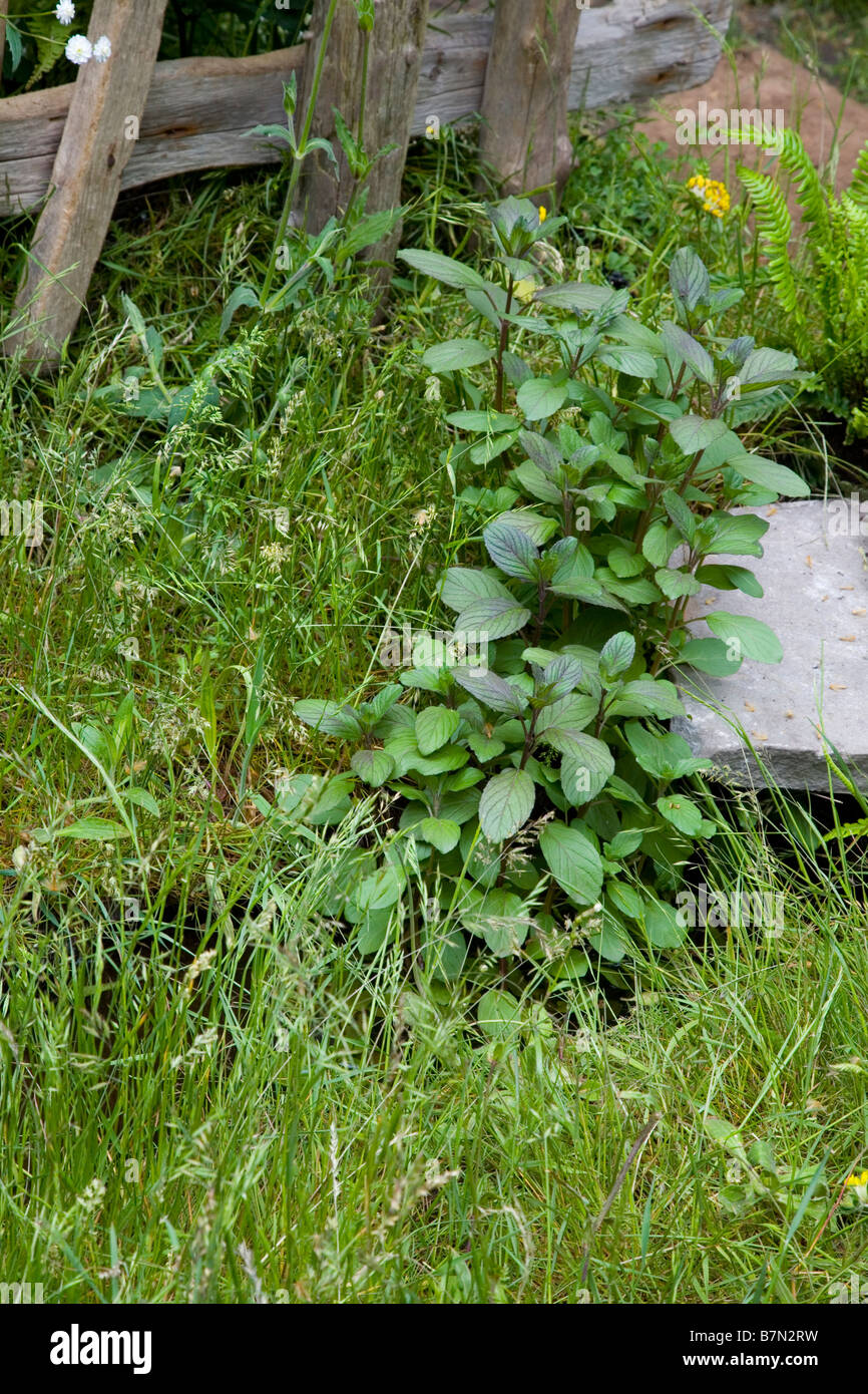 Shetland Croft House garden Stock Photo - Alamy