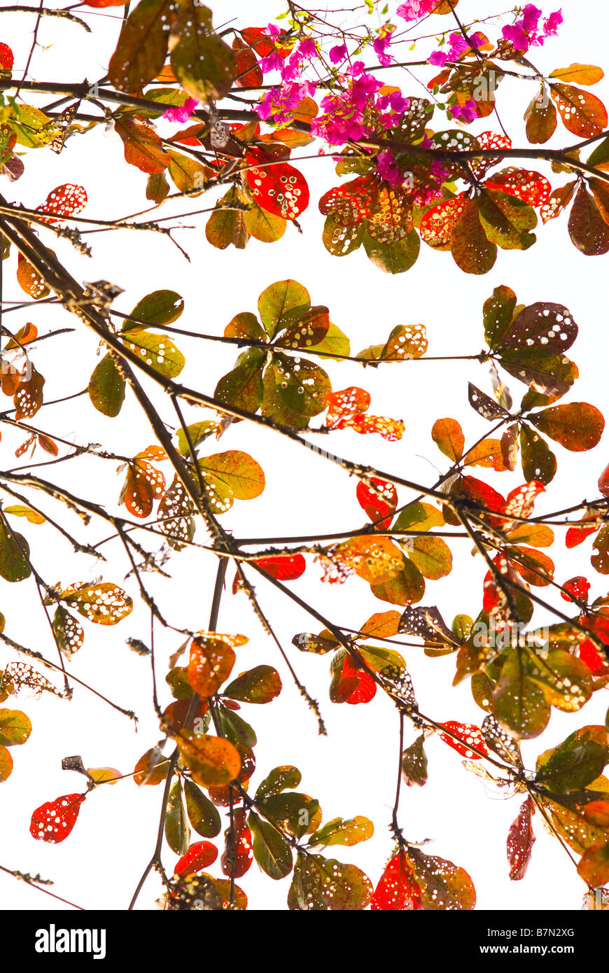 Leaf pattern hi-res stock photography and images - Alamy