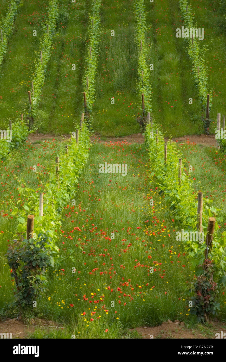 Grape vines and poppies, Chianti, Italy Stock Photo - Alamy