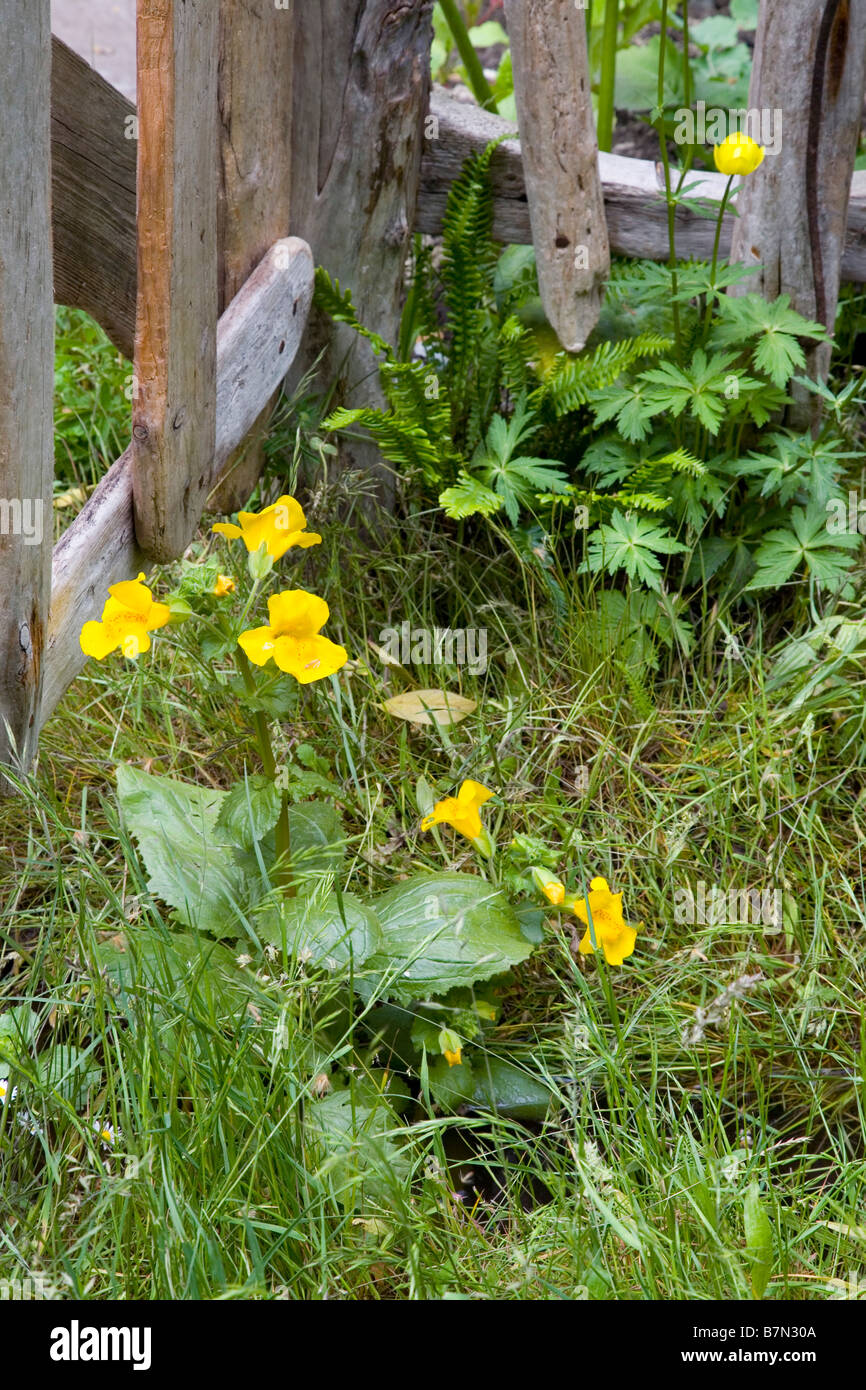 Yellow monkeyflower mimulus guttatus hi-res stock photography and ...