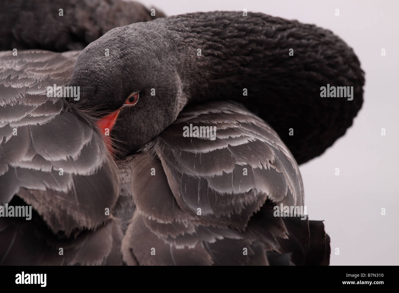 Swan red beak hi-res stock photography and images - Alamy