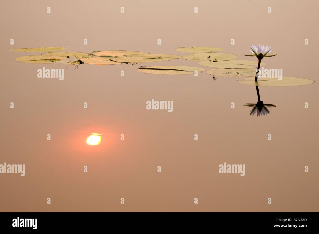 Water Lily and Sinking Sun Reflected in Linyanti Swamp, Namibia Stock ...