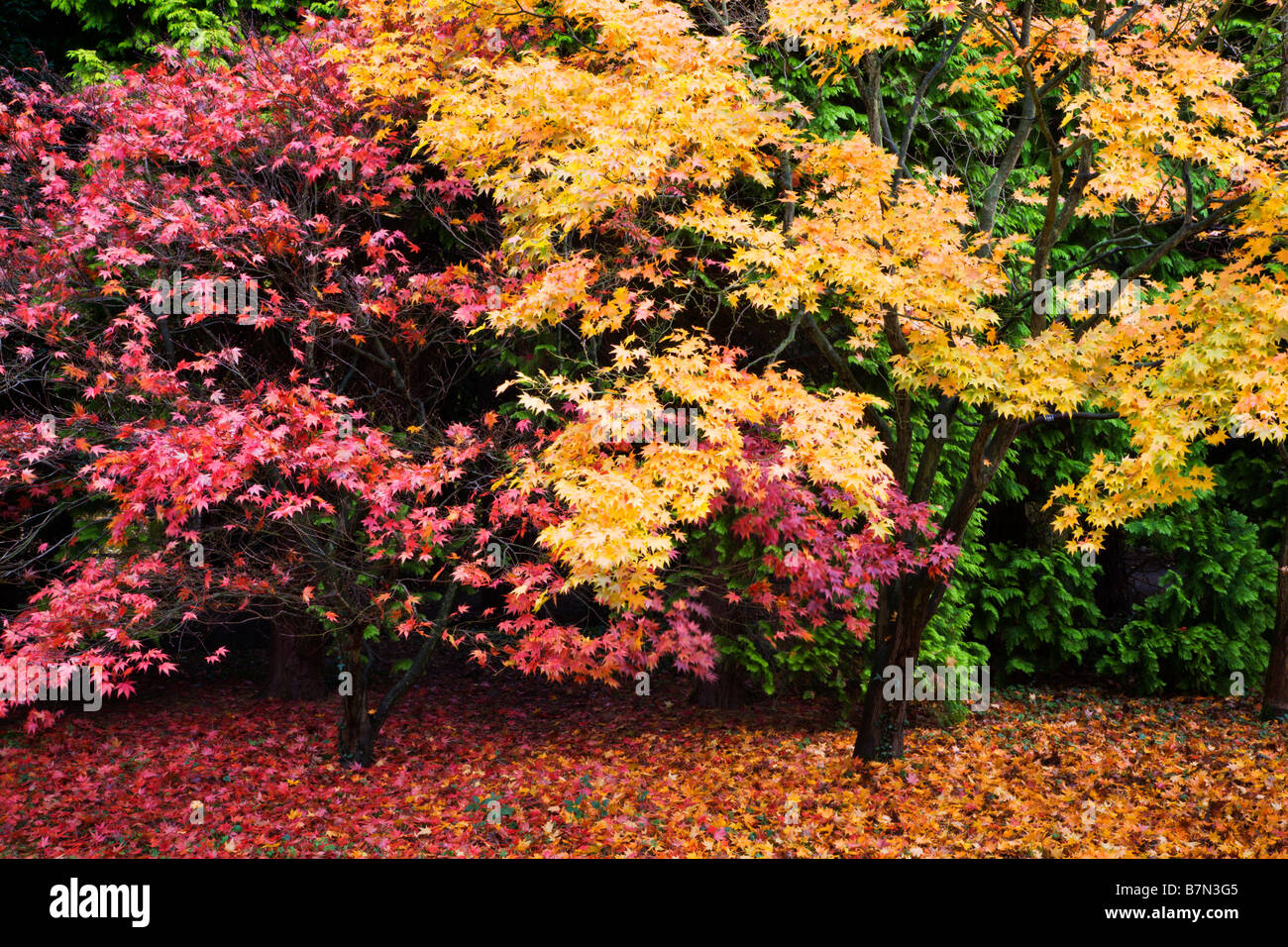 Acer Glade Thorp Perrow Arboretum Bedale Yorkshire England Stock Photo - Alamy