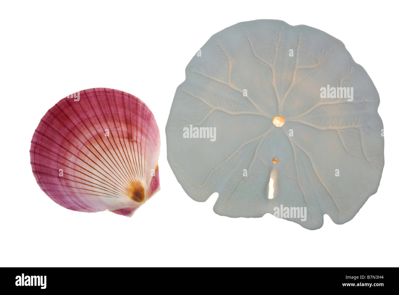 Mussels animal shell hi-res stock photography and images - Alamy