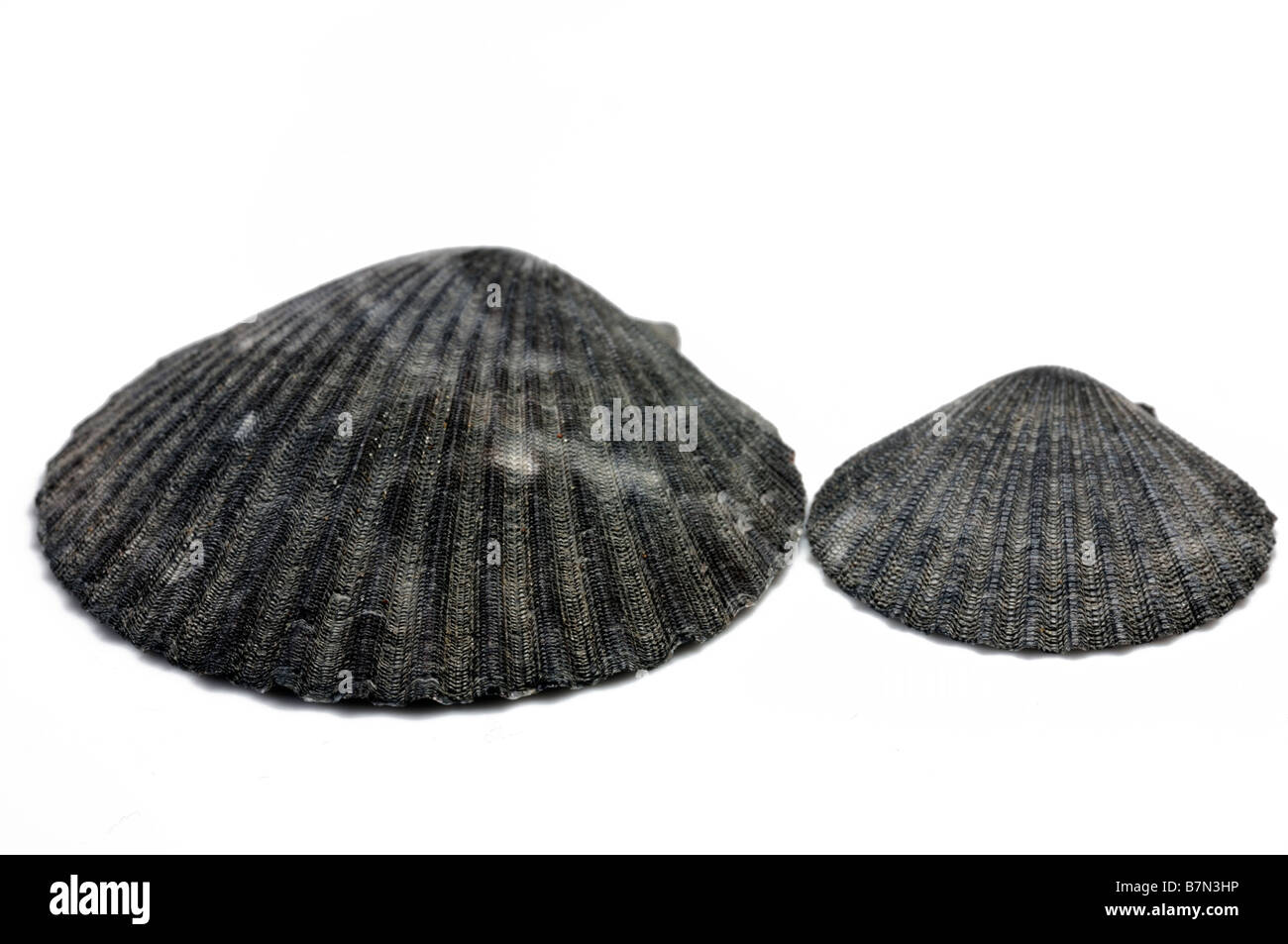 two scallop shells seashells white background cutout detail closeup ...