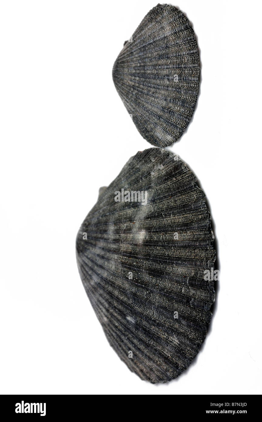 two scallop shells seashells white background cutout detail closeup ...