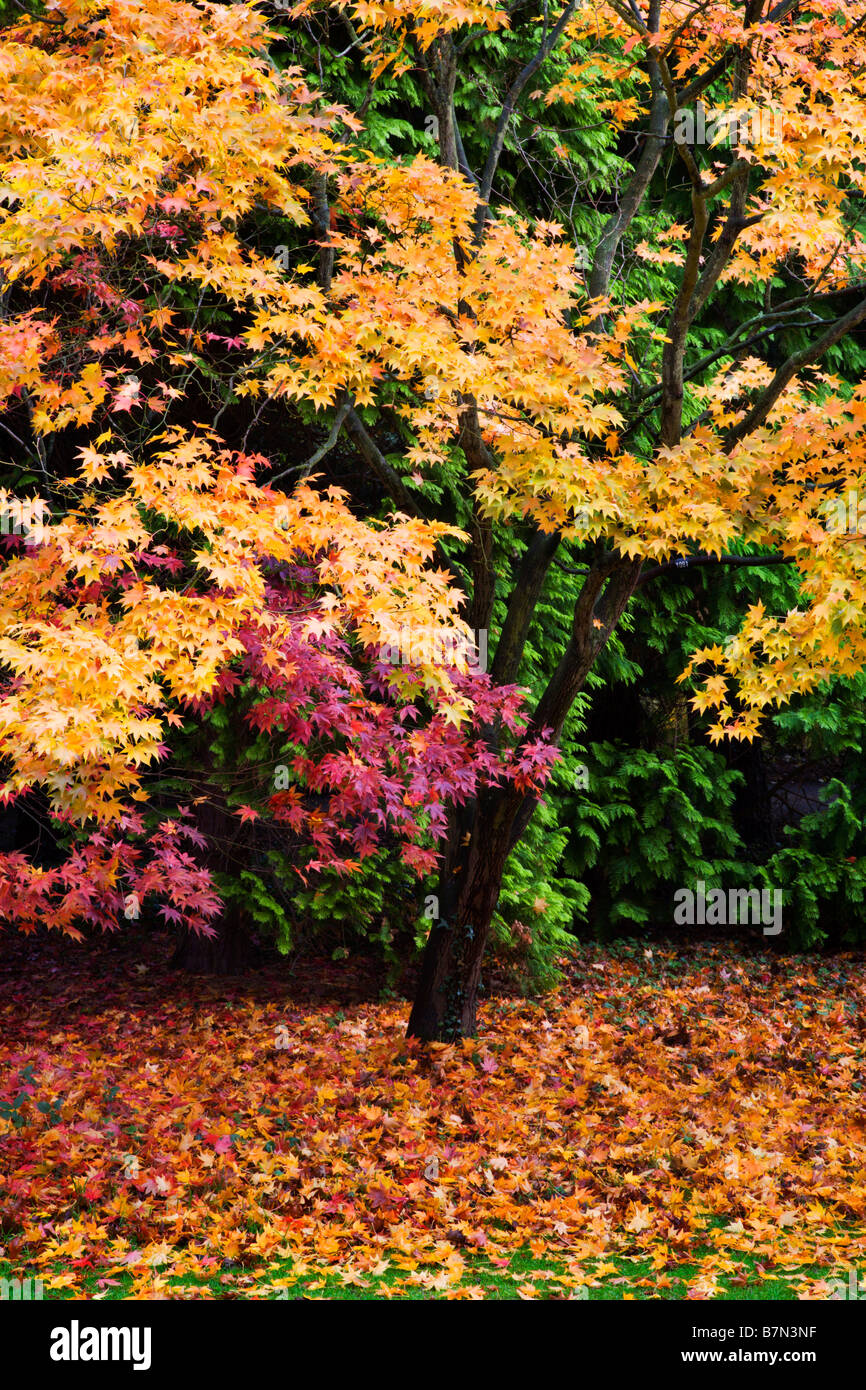 Acer Glade Thorp Perrow Arboretum Bedale Yorkshire England Stock Photo - Alamy