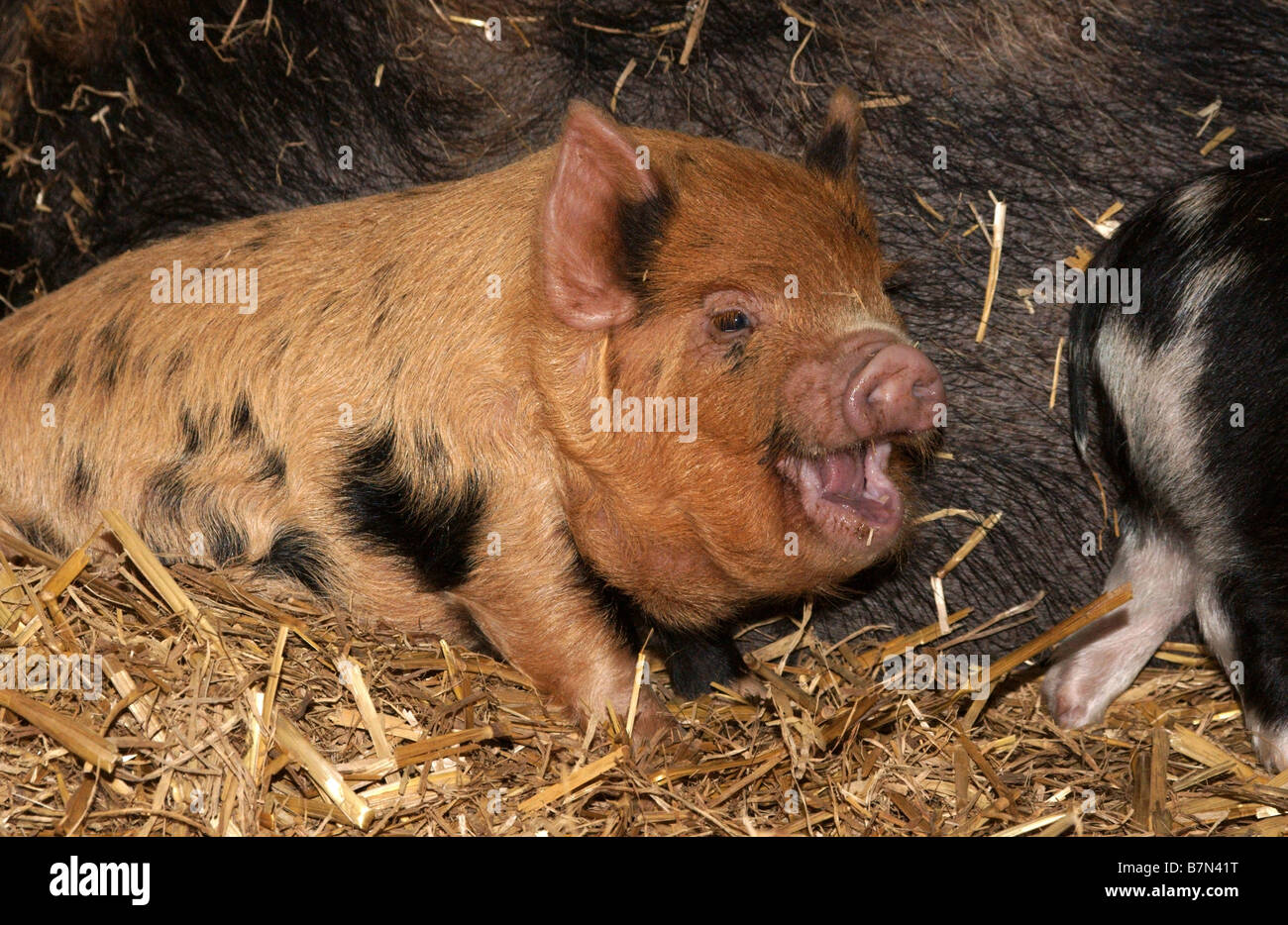 Kune Kune piglet laughing Stock Photo - Alamy