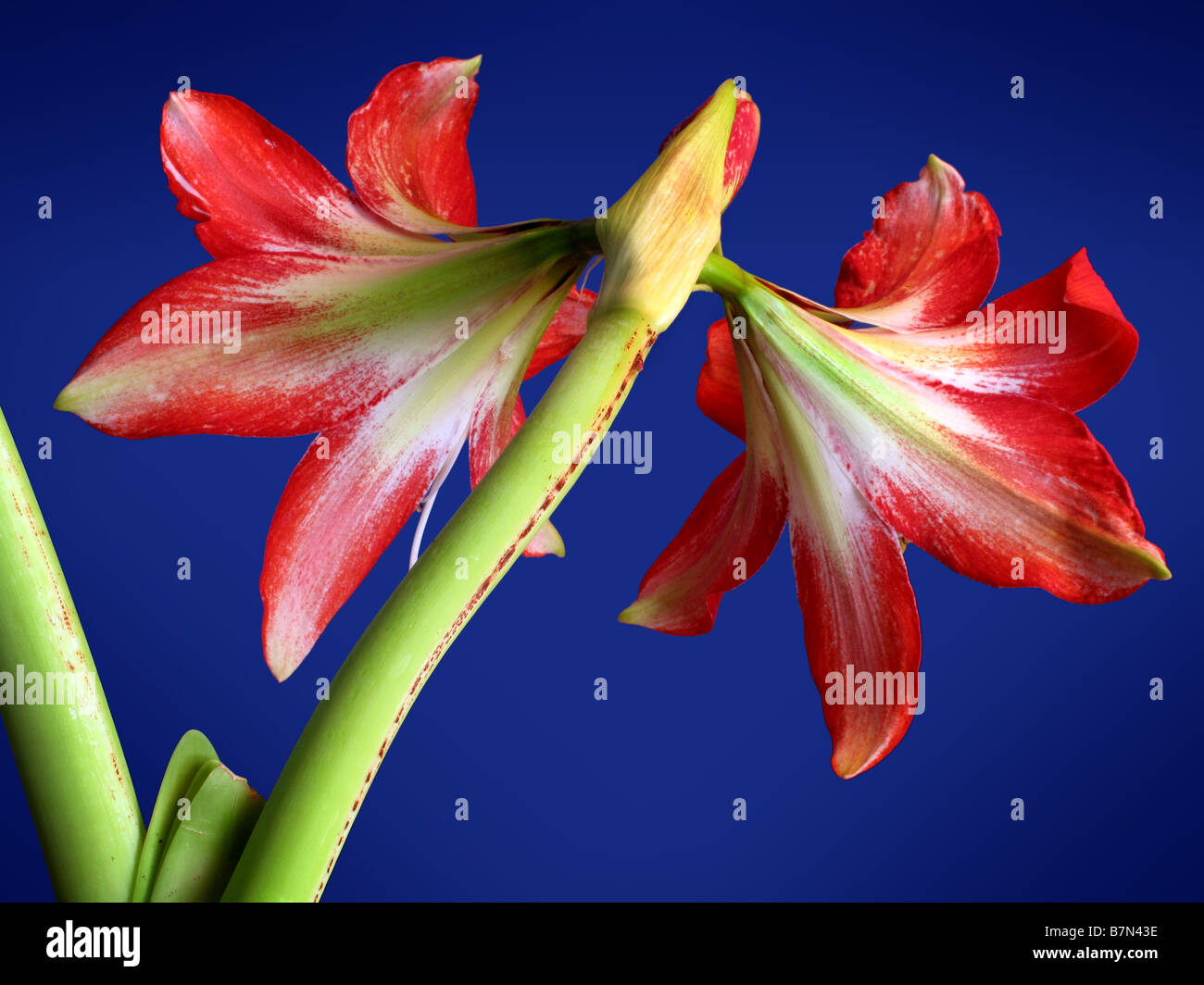 Giant Amaryllis lily in full bloom Stock Photo - Alamy