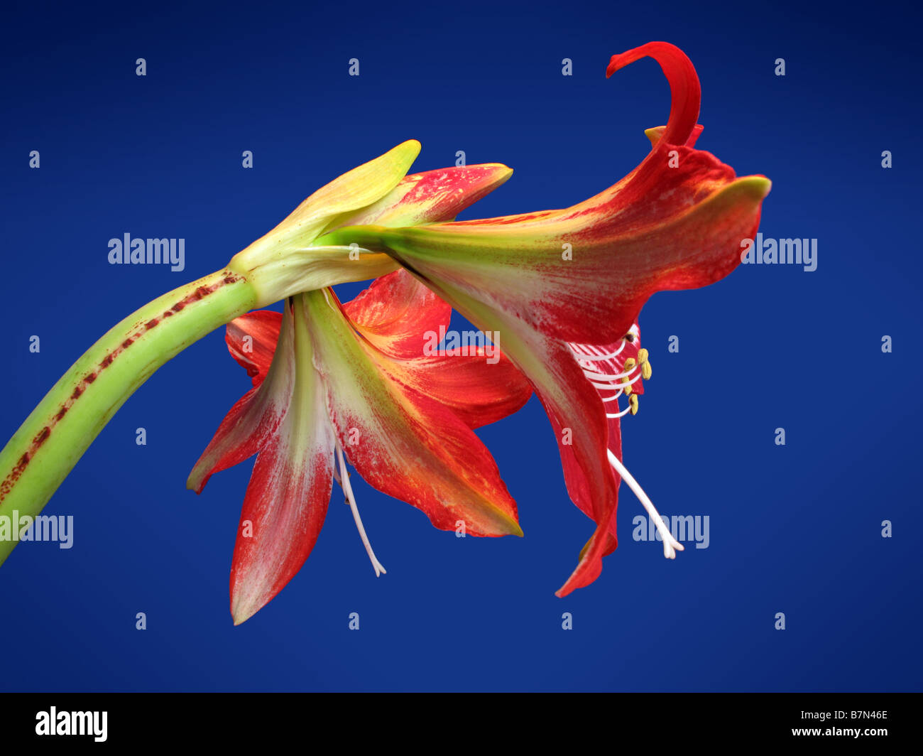 Full bloom lily hi-res stock photography and images - Alamy