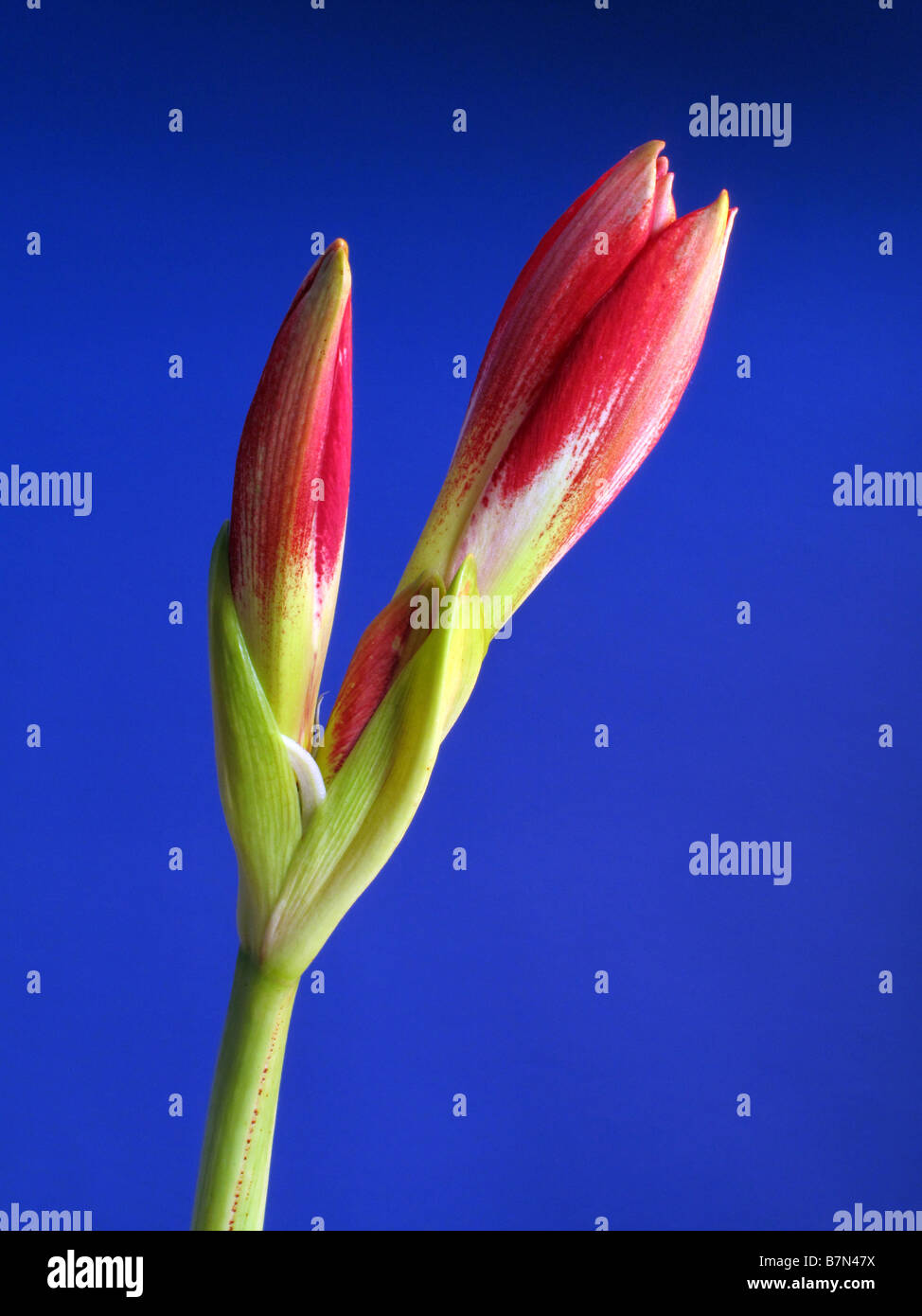 Amaryllis lily buds about to open Stock Photo - Alamy