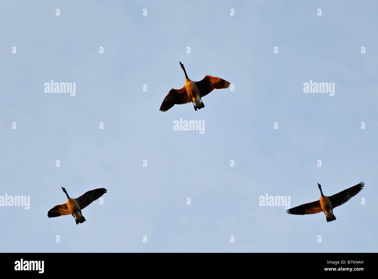 Trio of Canada Geese Flying in Formation during Migration in Indiana ...