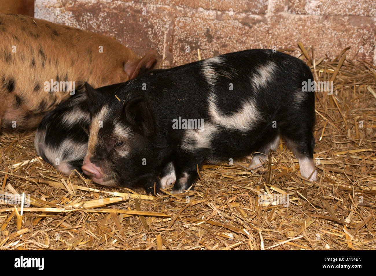 Stable litter hi-res stock photography and images - Alamy
