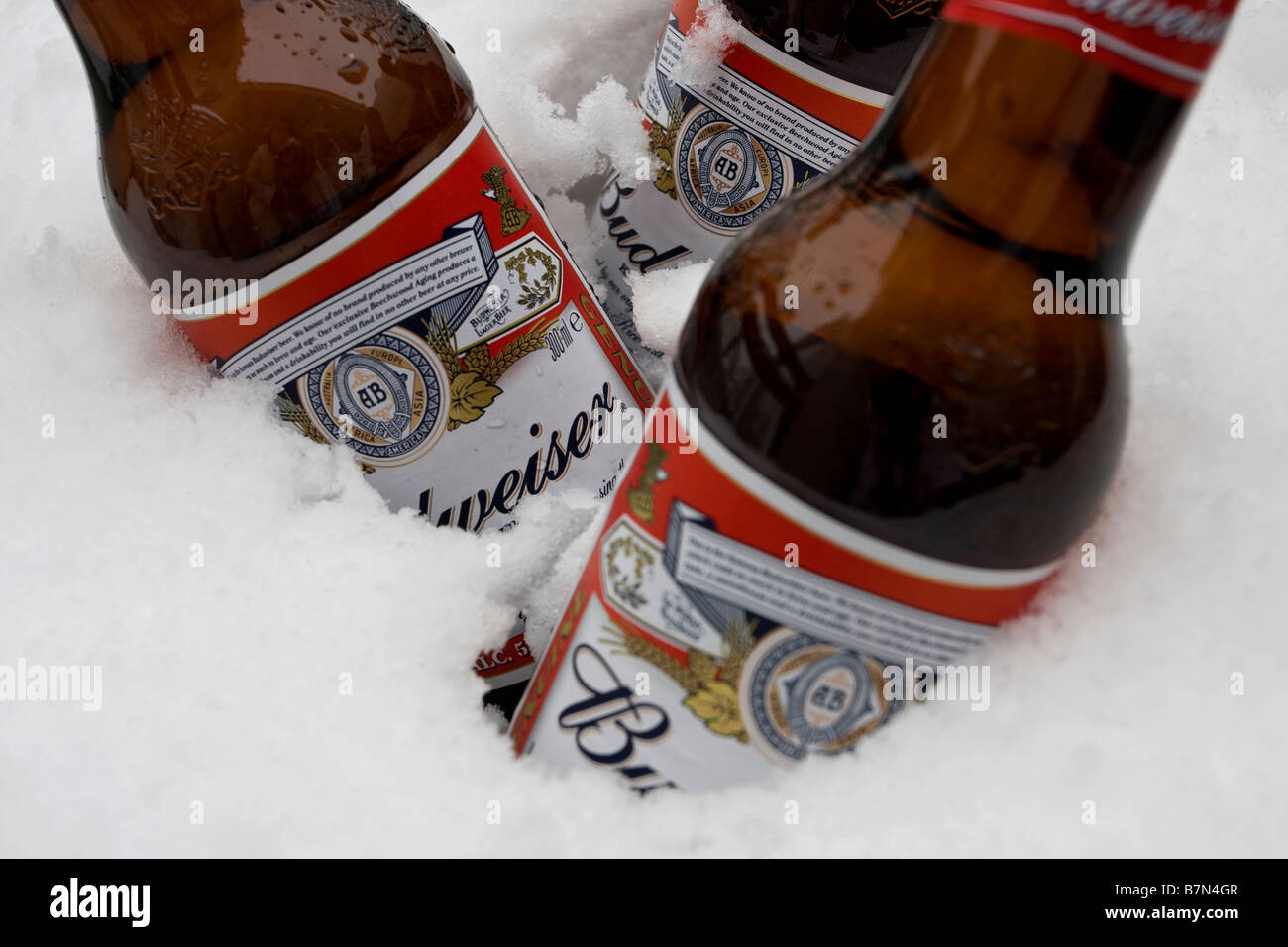 Budweiser bottle ice hi-res stock photography and images - Alamy
