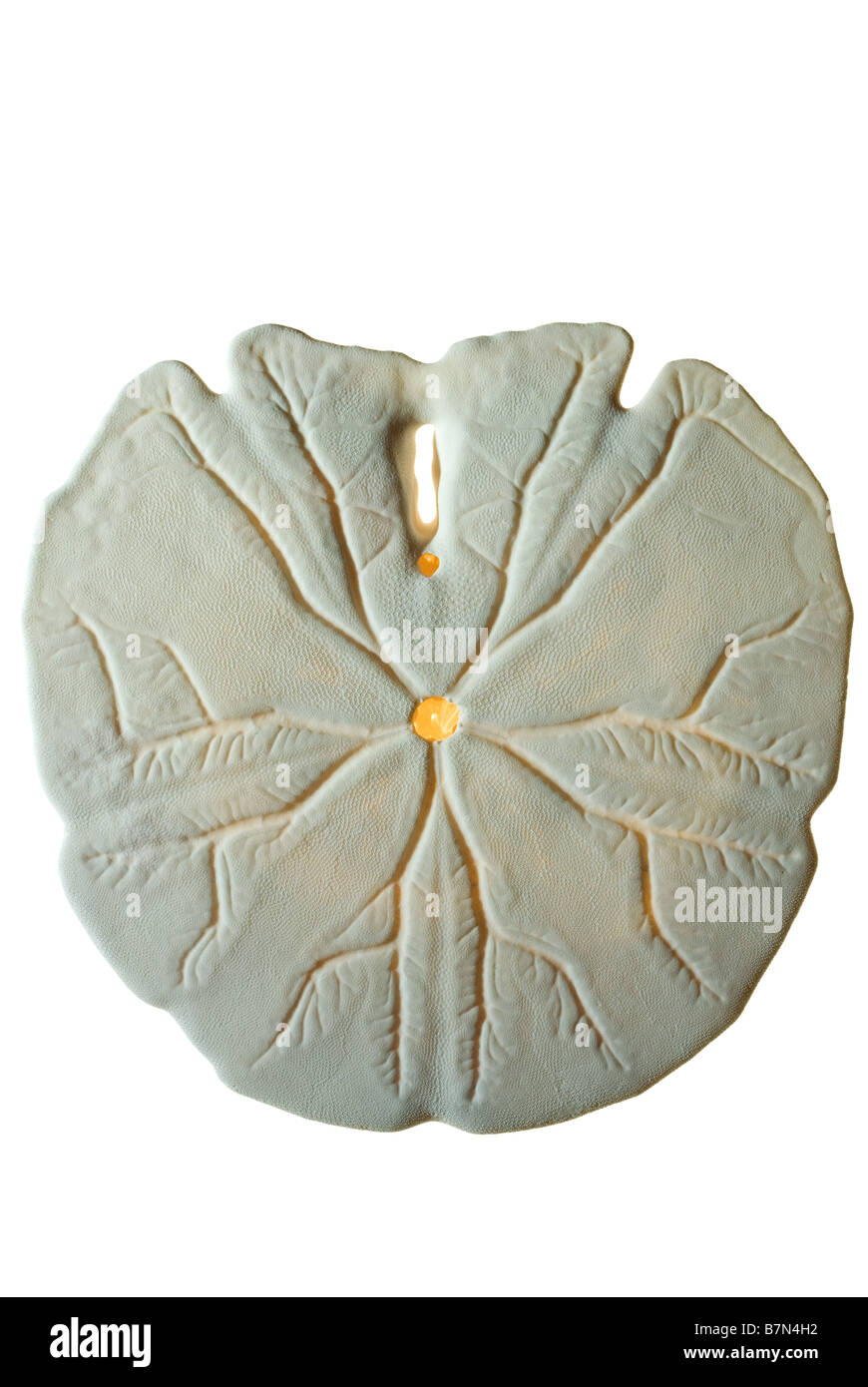 shells of mussels Stock Photo - Alamy