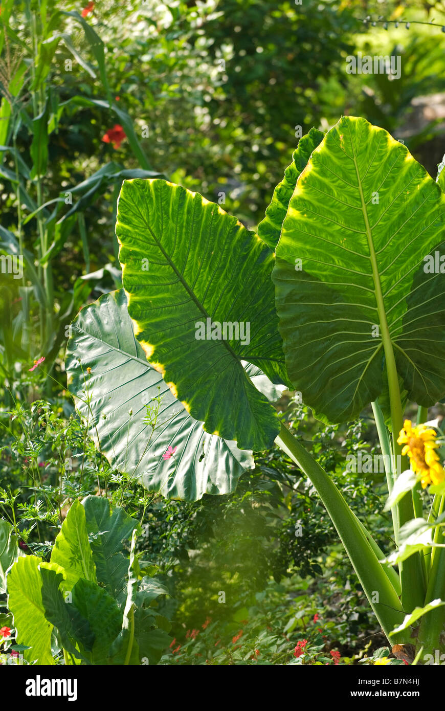 Honduras, Copan, Hacienda San Lucas. Exotic flower in the gardens of ...
