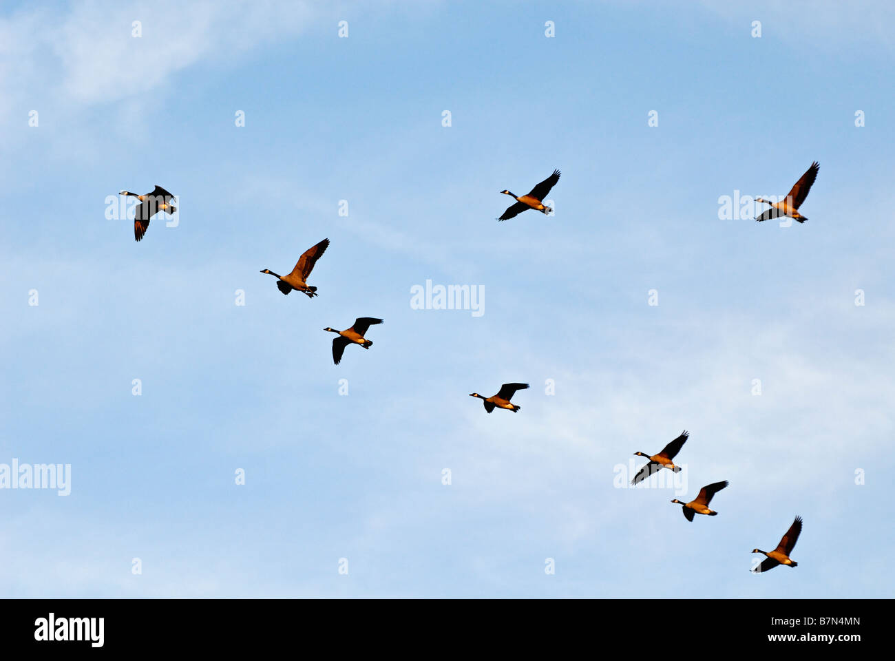 Geese formation hi-res stock photography and images - Alamy