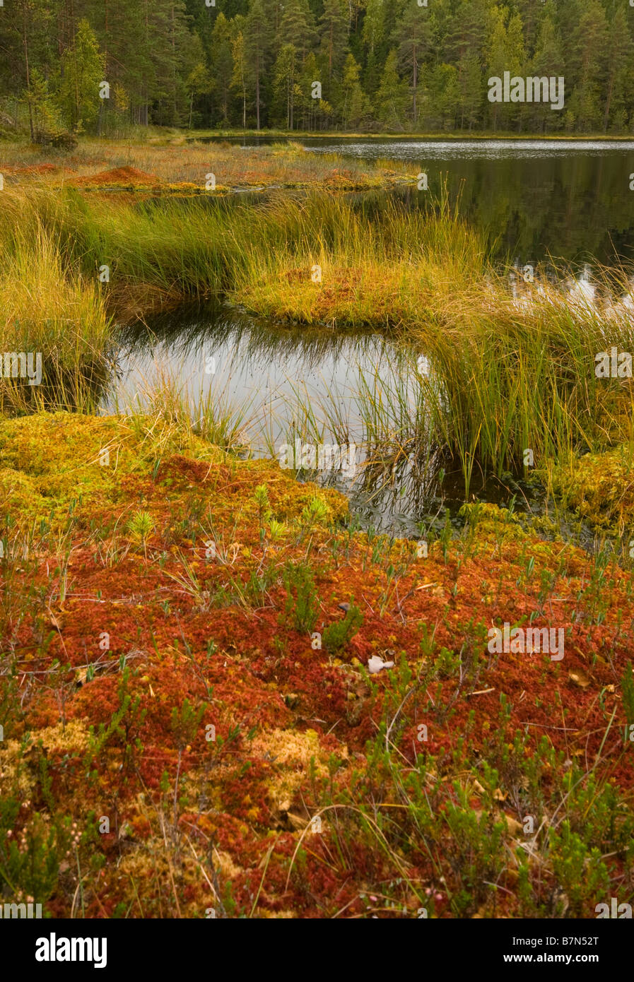 Wet marshlands hi-res stock photography and images - Alamy