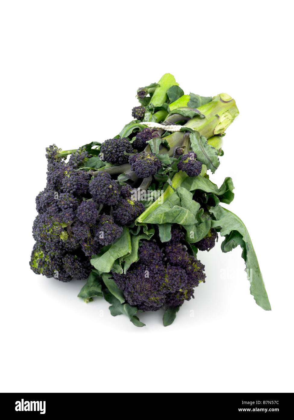 Purple basic hi-res stock photography and images - Alamy