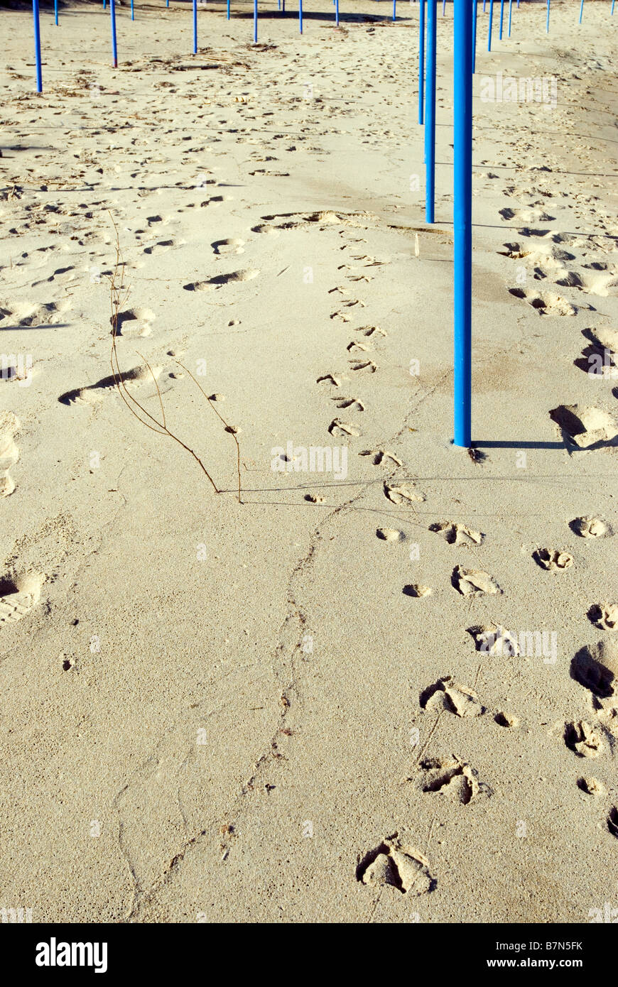 Blue poles on beach prints in sand, upright picture Stock Photo - Alamy