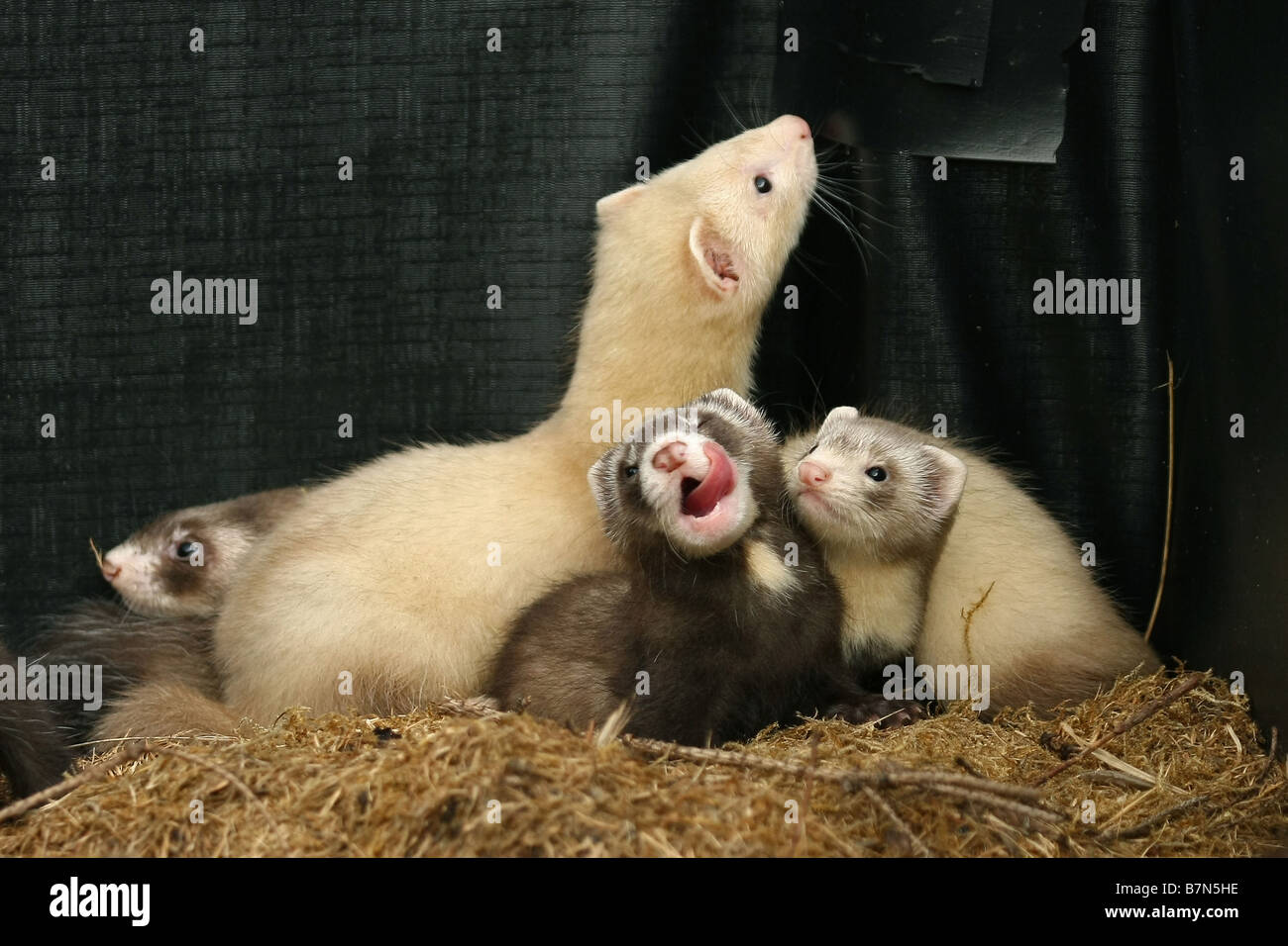 Five ferrets hi-res stock photography and images - Alamy
