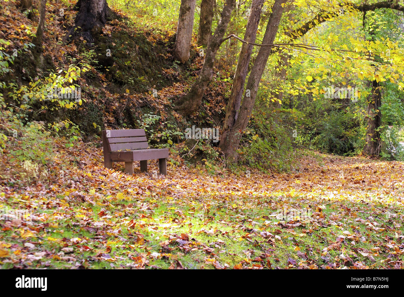 Bench Under A Fall Tree Stock Photo - Alamy