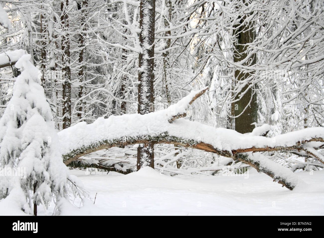 Snow covered fallen tree in a forest in Haanja, Estonia Stock Photo - Alamy