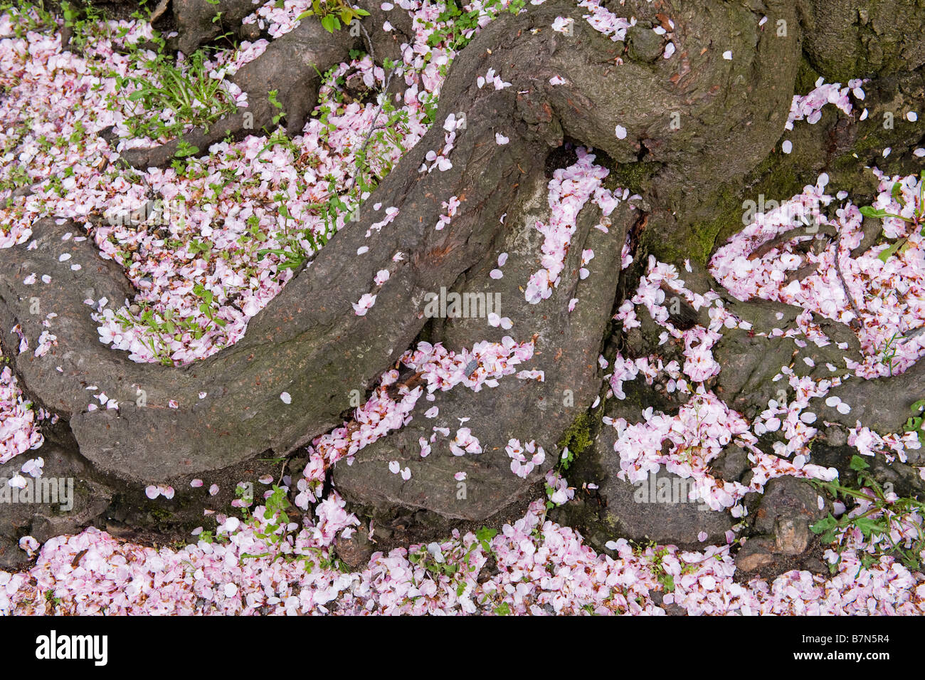 Fallen cherry blossom covers the ground in Kyoto, Japan, in the spring ...