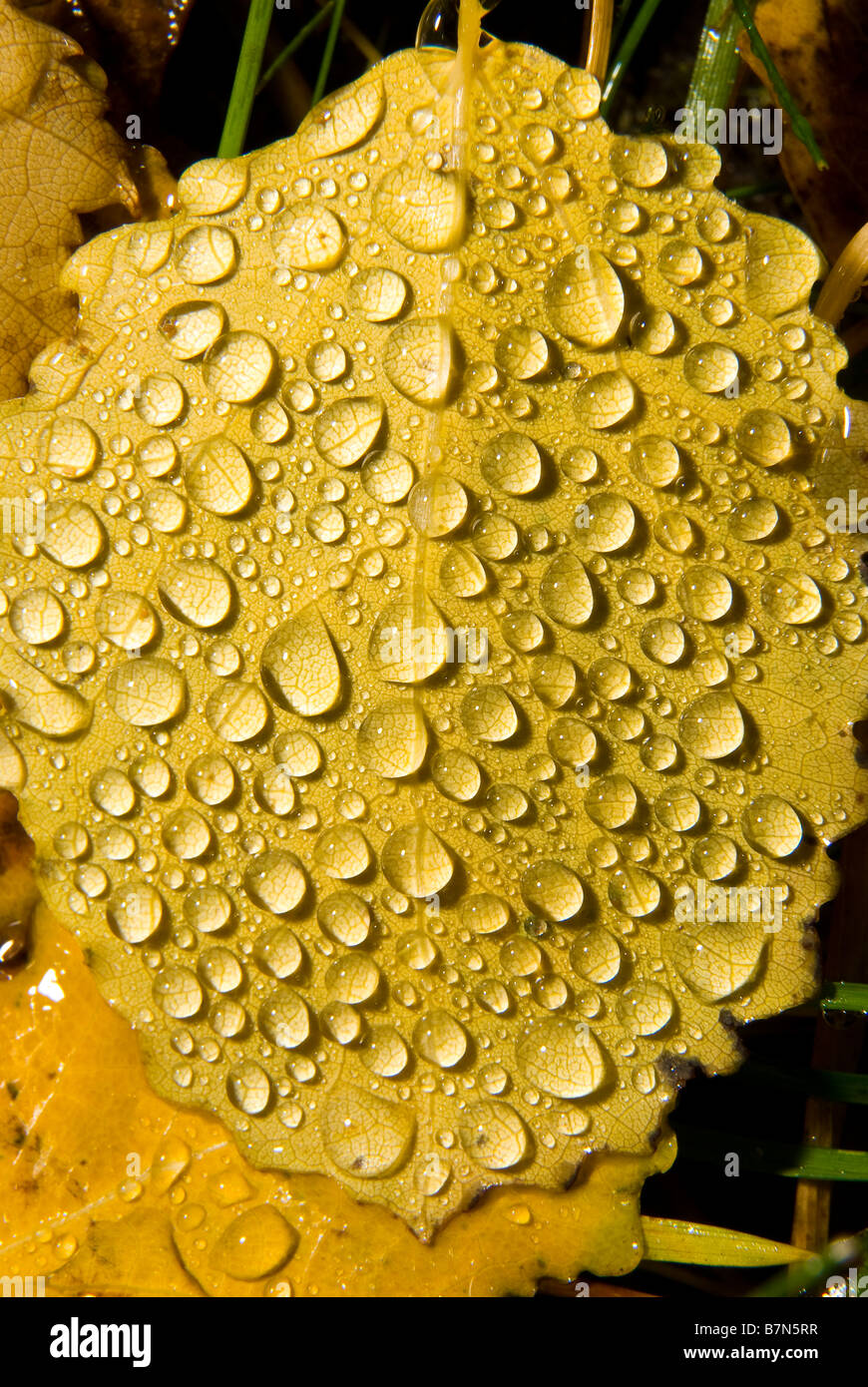 Water drop on a fall leaf Stock Photo - Alamy