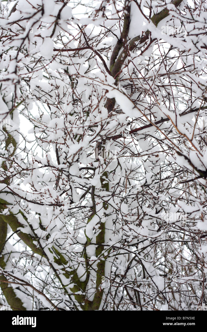 Tree under a snow hi-res stock photography and images - Alamy