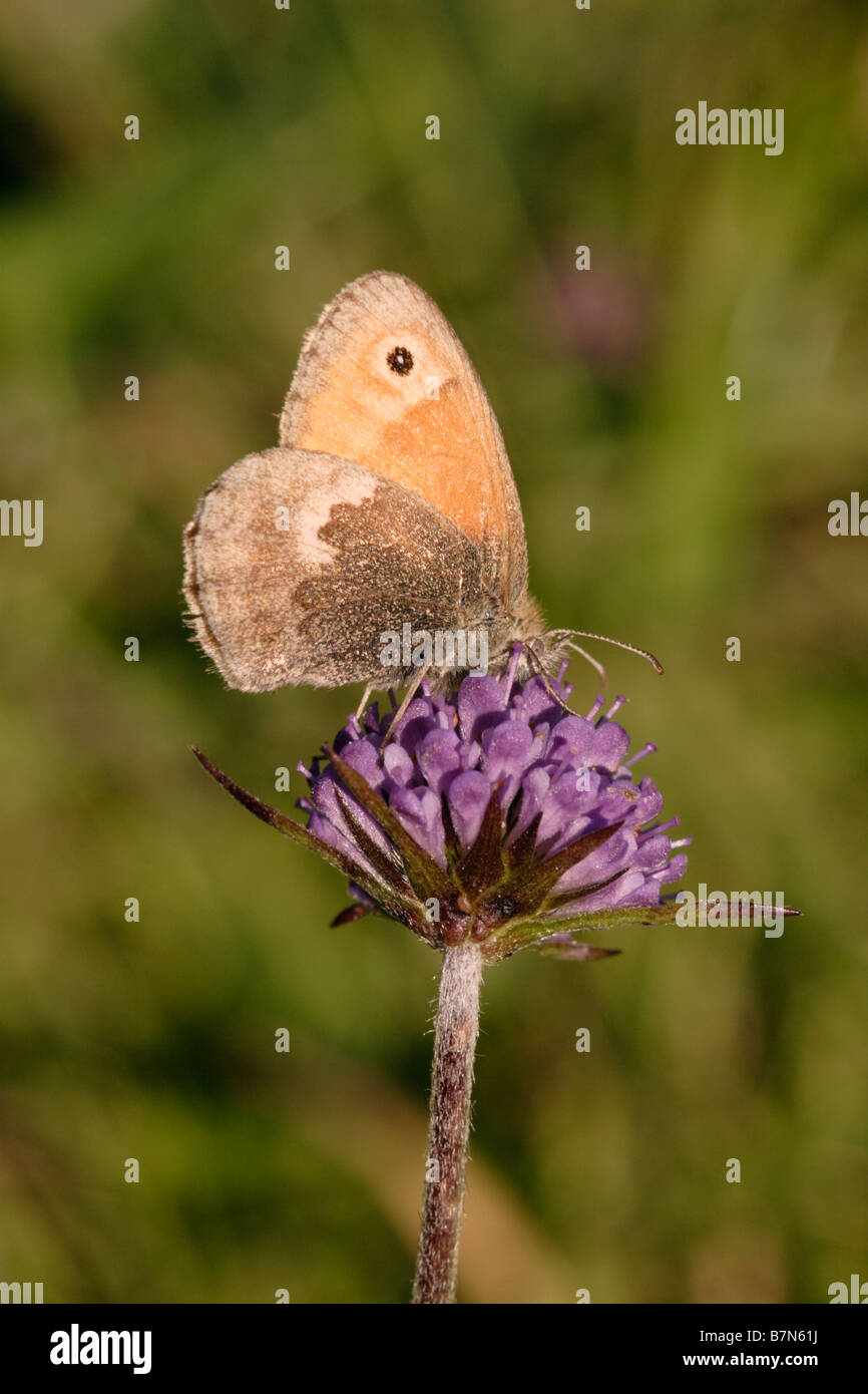 Devil butterfly hi-res stock photography and images - Alamy