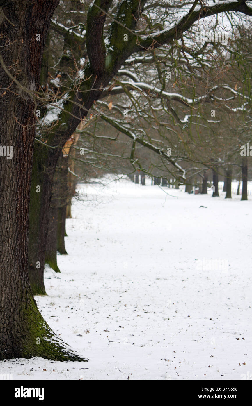 A row of trees in the winter after it has snowed Stock Photo - Alamy