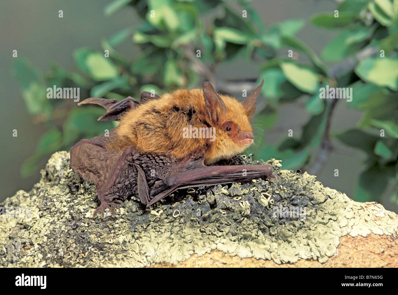 Black myotis bat hi-res stock photography and images - Alamy