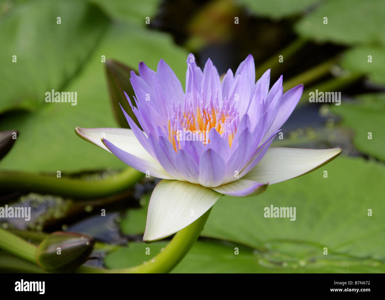 Water Lily, Nymphaea capensis, Hybrid Nymphaeaceae, Cultivated Variety ...
