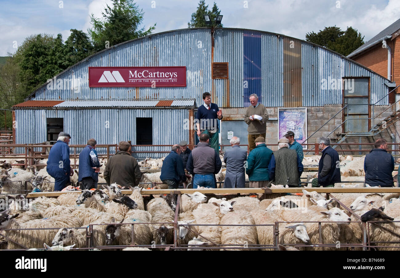 Sheep auction hi-res stock photography and images - Alamy