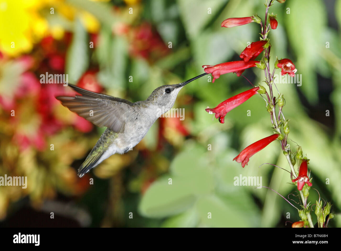 Hummingbird nectar hi-res stock photography and images - Alamy