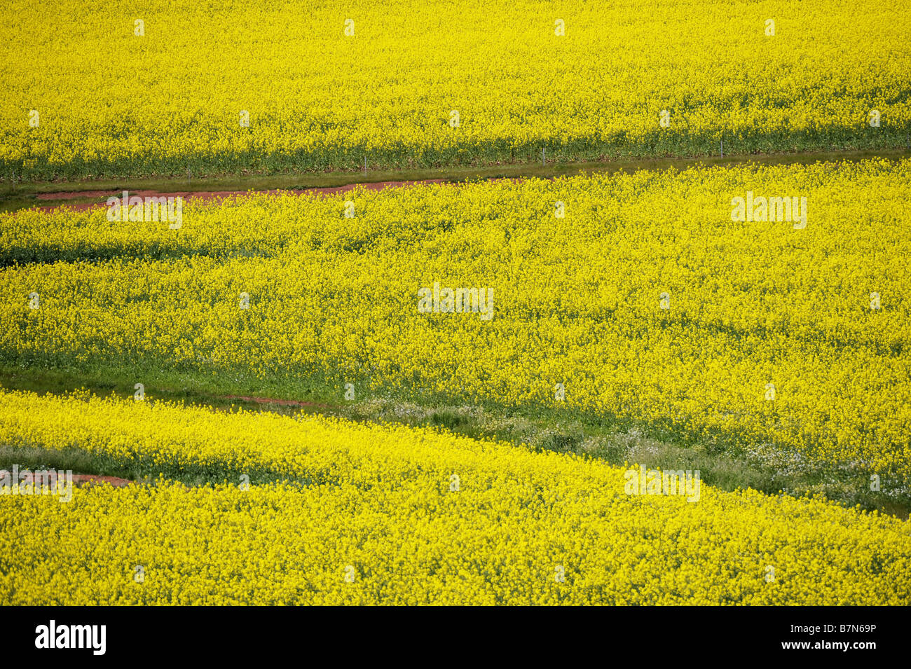 Farm and field of canola hi-res stock photography and images - Alamy
