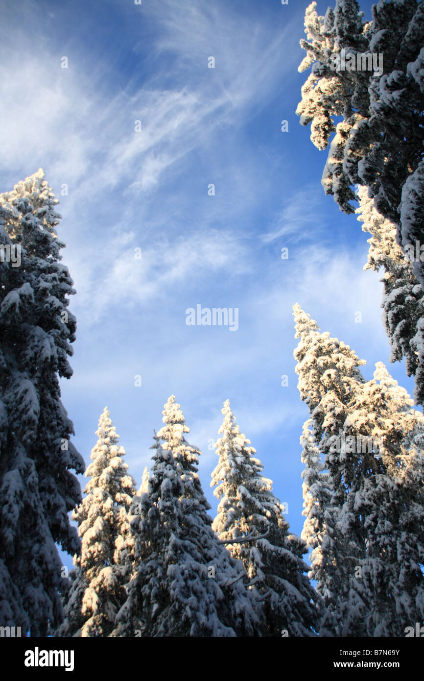 Snowy trees in Haanja, Estonia Stock Photo - Alamy