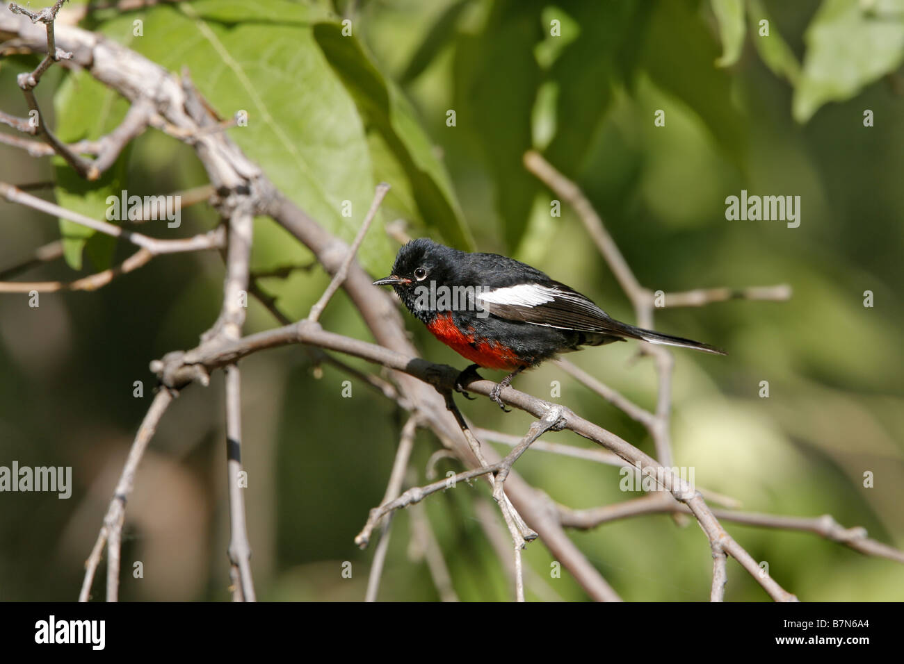 White winged redstart hi-res stock photography and images - Alamy