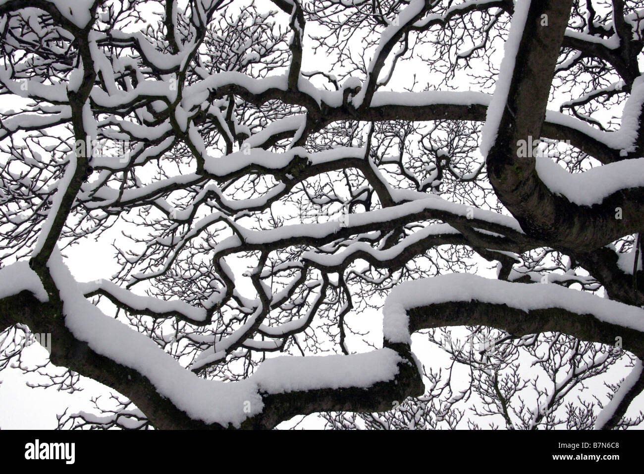 Freezing tree branches hi-res stock photography and images - Alamy
