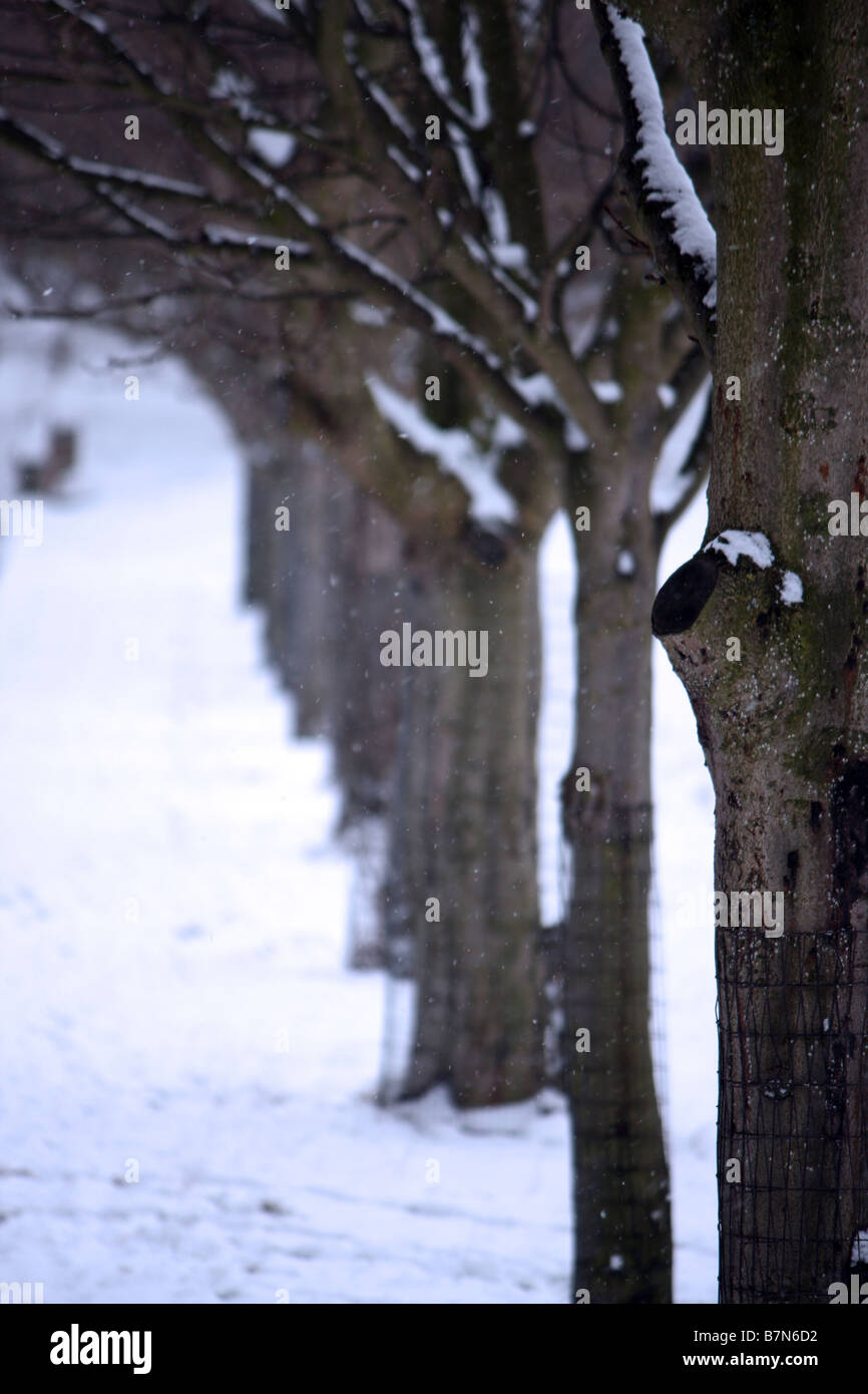 A row of trees in the Winter after it has snowed Stock Photo - Alamy