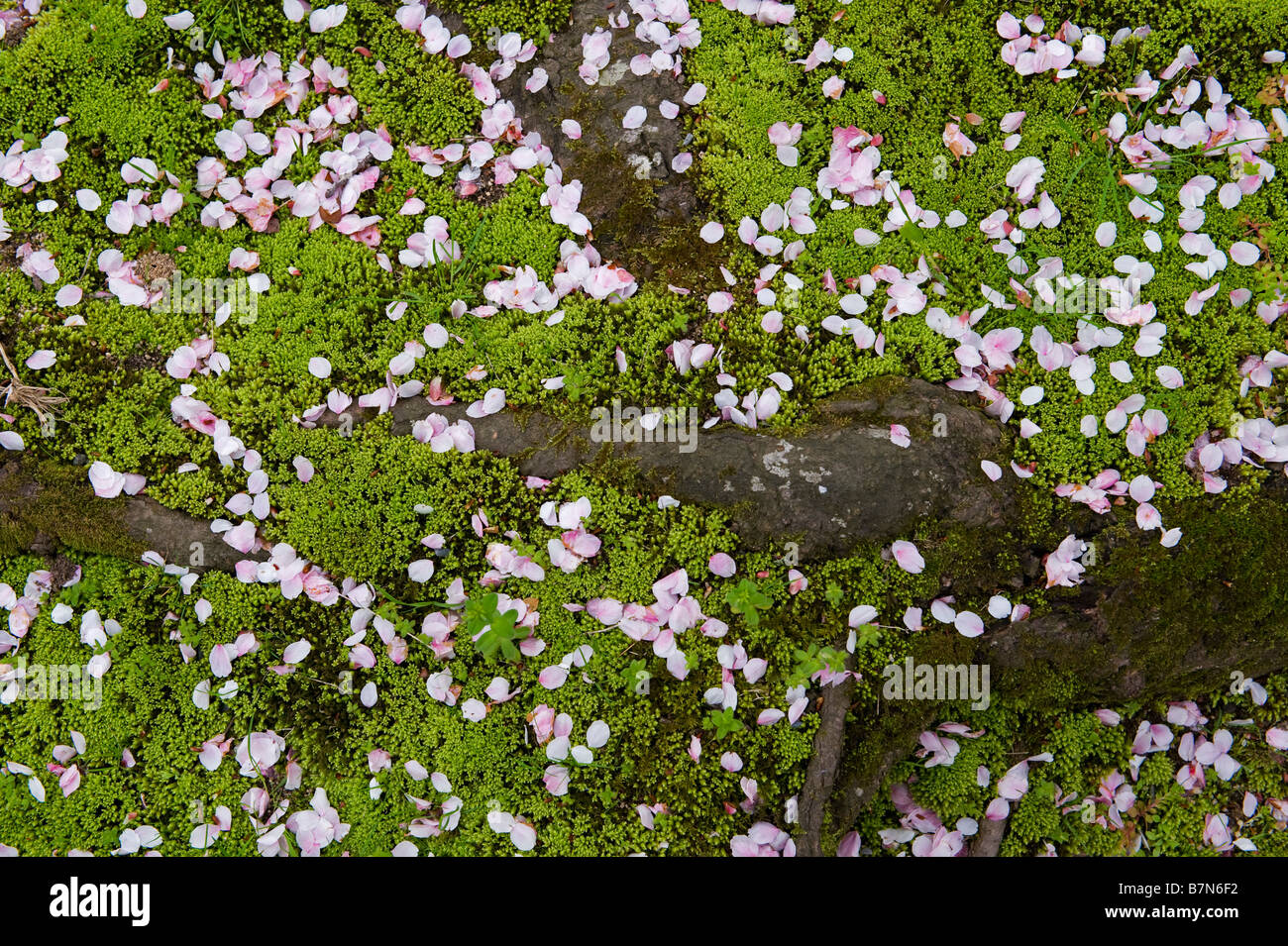Fallen cherry blossom covers the ground in Kyoto, Japan, in the spring ...