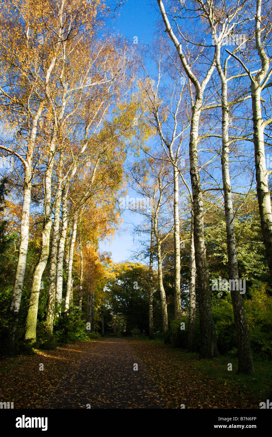 Sunny avenue birch trees hi-res stock photography and images - Alamy