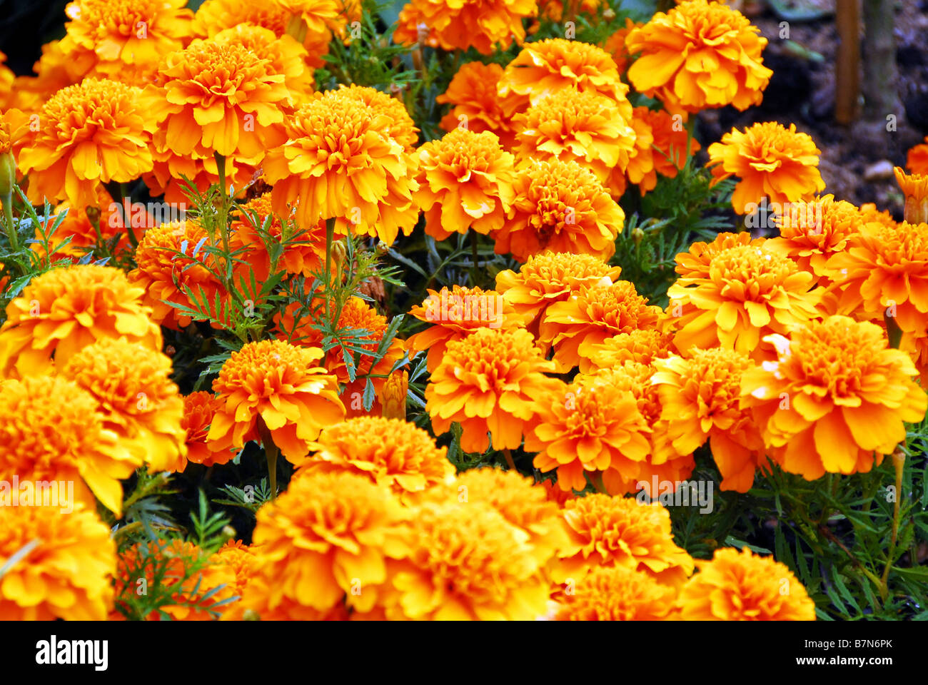 lovely and beautiful orange flowers in my garden Stock Photo - Alamy
