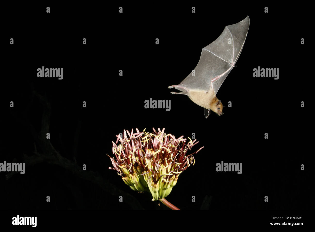 Lesser Long-nosed Bat Stock Photo - Alamy