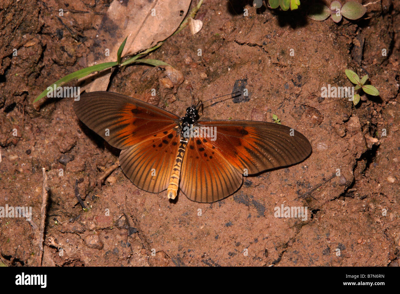 Acraeidae hi-res stock photography and images - Alamy
